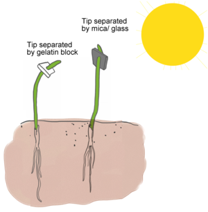 Phototropism In Plants Experiment