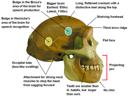 Diagrama Do Cranio Do Homo Erectus Homo Erectus Wikipedia