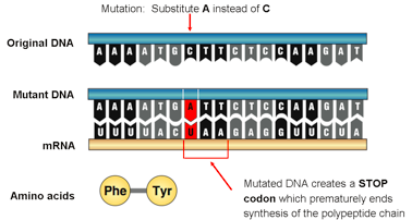 Substitution Mutation Examples