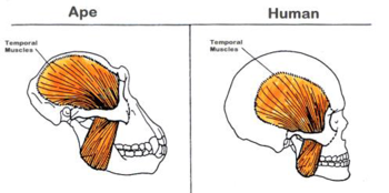 Chimpanzee Muscle Vs Human Muscle