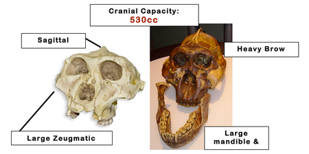 Paranthropus Boisei Skull