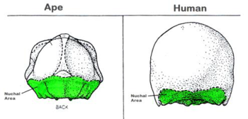 Nuchal Crest Primates