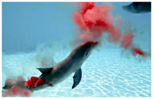 Cooperation Examples Of Animals