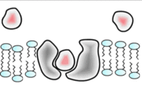 Active Transport Gif