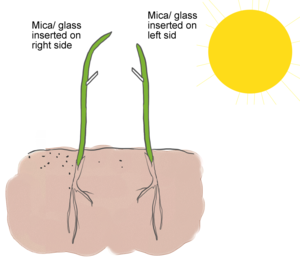Phototropism In Plants Experiment