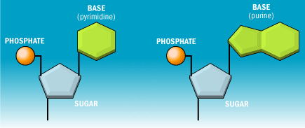 Purines And Pyrimidines In Dna Model