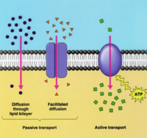 Types Of Cell Transport