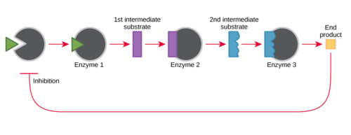 Biochemistry Pathways