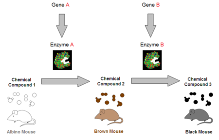 Biochemistry Examples