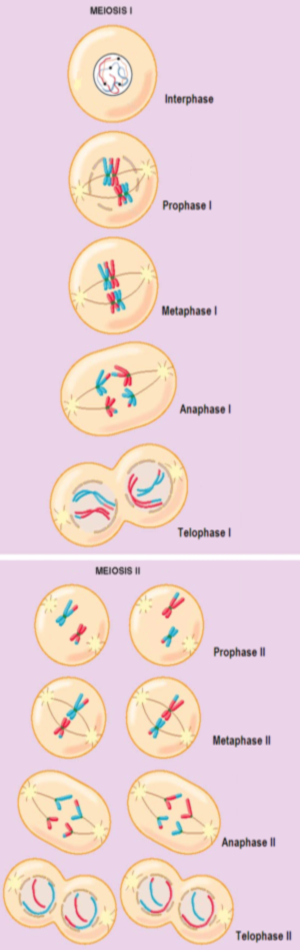 Independent Assortment And Crossing Over